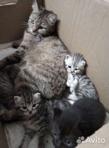 Котята Шотландские