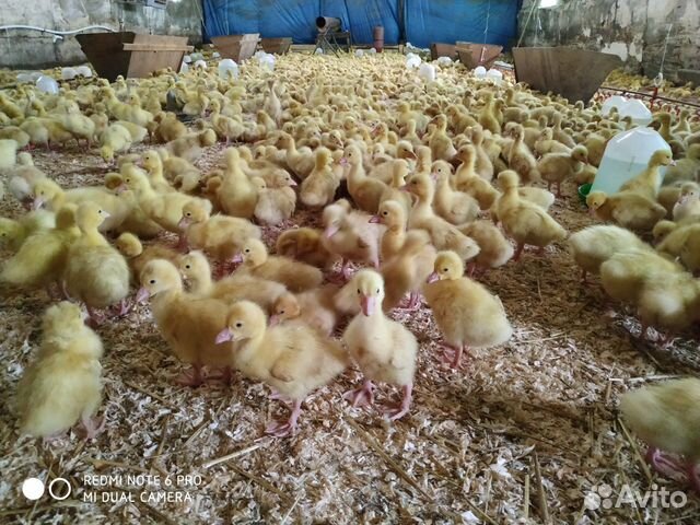 Гусята суточные