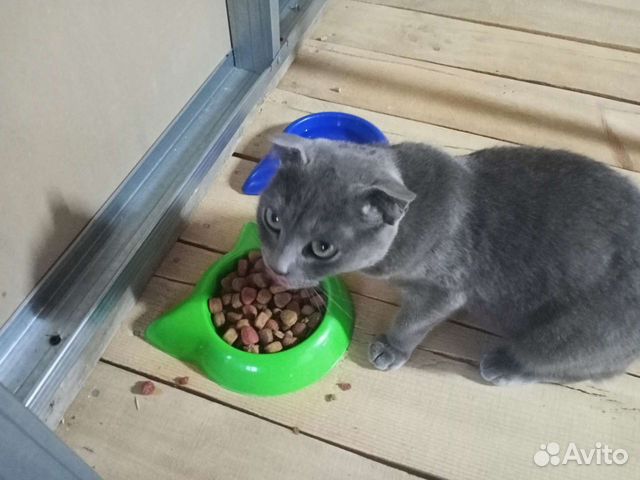 Кошка