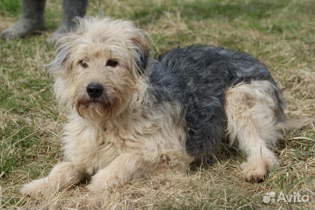 Боцман. Метис эрдельтерьера в добрые руки