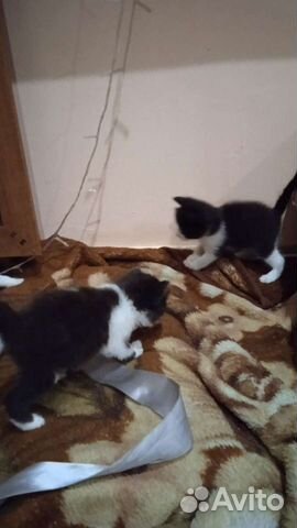 Котята