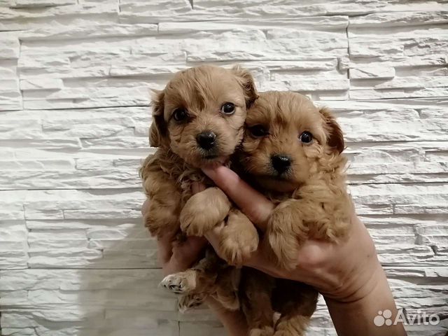 Продаю щенков мальтипу