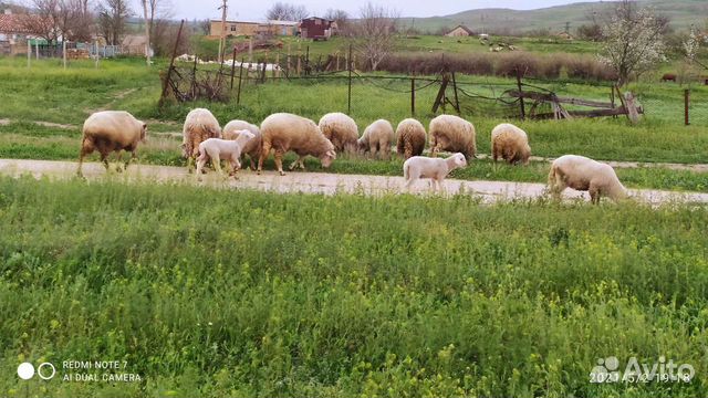 Овцы бараны ягнята