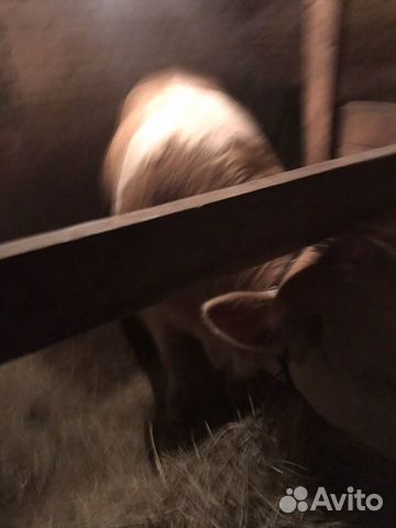 Телки после первого отела