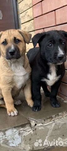 Собака щенки помесь немецкой овчарки