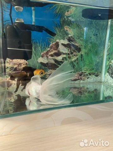 Аквариум с рыбками (за шоколадку)