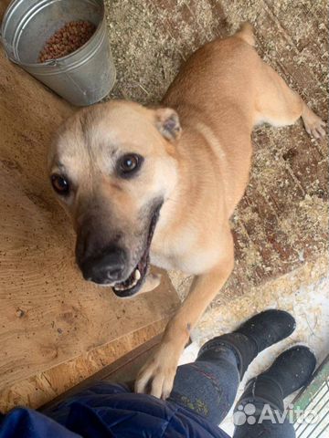 Собака метис Боксера