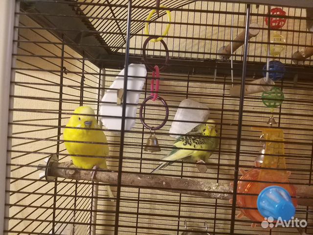 Волнистый попугай самец и самка в дар