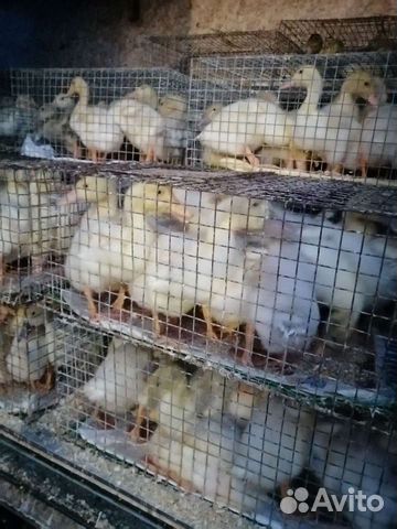 Утята Агидель 4 х недельные, цыплята 1 месяц. 3х н