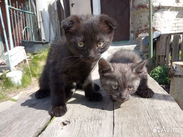 Котята в добрые руки бесплатно