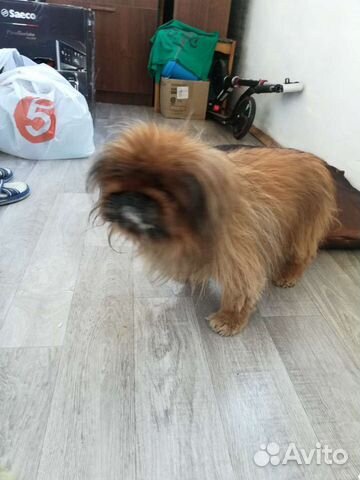 Найден пекинес