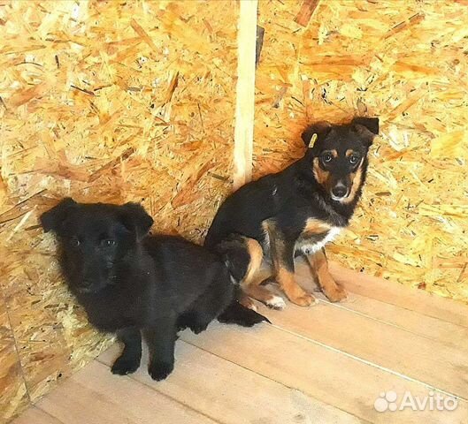 Маленькая собака