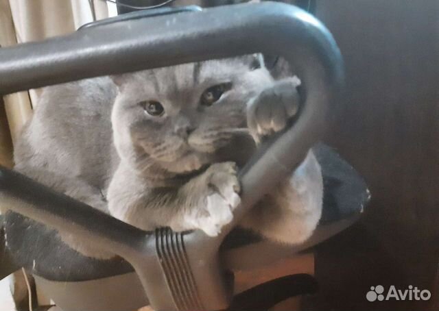 Британский кот