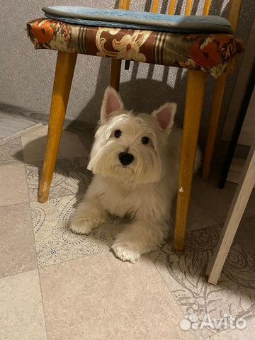 Вязка вест хайленд терьер