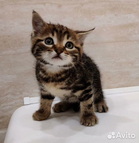 Кошечка в добрые руки