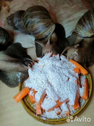 Улитки ахатины