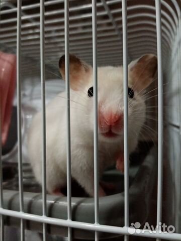 Сирийский хомячок