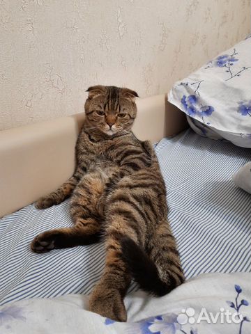 Ищу ответственного хозяина для классного кота