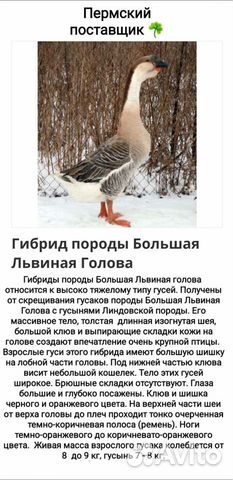 Гусята Утята Львиная голова Мулард