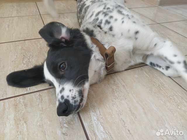 Щенок помесь спаниеля