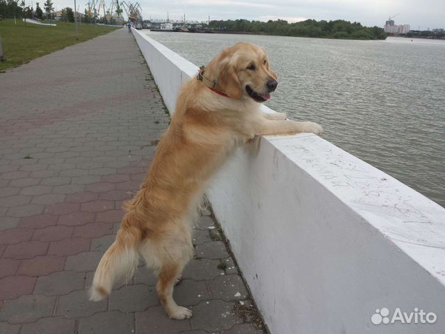 Вязка золотистый ретривер