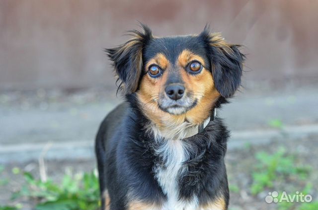 Маленькое чудо собачка Машенька в добрые руки
