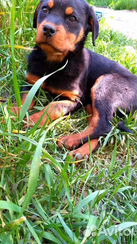 Щенки ротвейлера продажа
