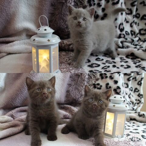 Шотландские котята мальчики и девочки