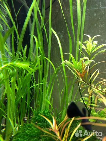 Аквариумное растение Сагиттария + улитка-катушка