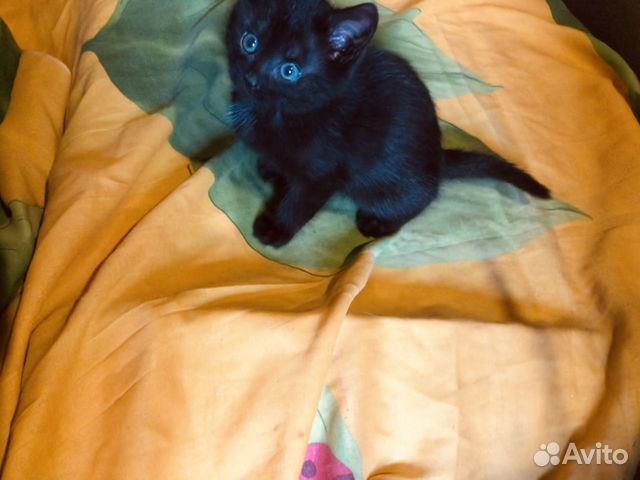 Котёнок (чёрненькое чудо) в самые заботливые руки