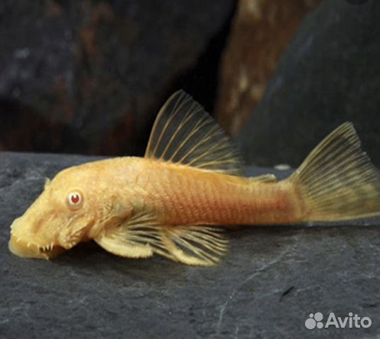 Продам мальков, подростков сомиков анциструсов. 25