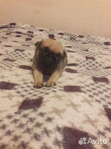 Готовиться к продаже мопсик-девочка.Родилась 13 ап