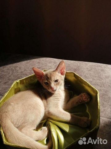 Абиссинский котенок