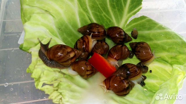 Улитки ахатины