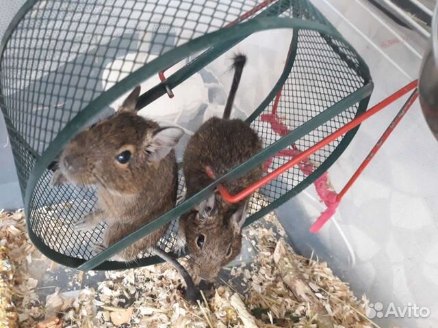 Белка дегу бесплатно