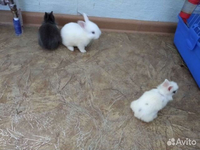 Декоративные крольчата
