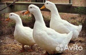 Продаем уток/утят