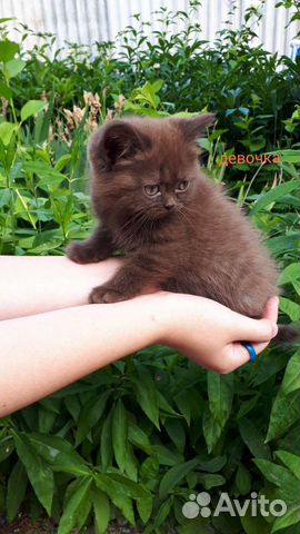 Шотландские котята