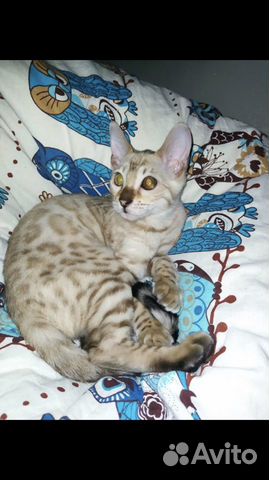 Снежный бенгал девочка