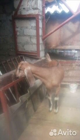 Нубийские козлята