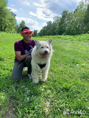 Найда ищет дом, белый мишка, плюшка ищет семью