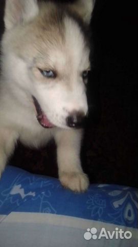Сибирский хаски 4000 возможен торг, ухоженный ему