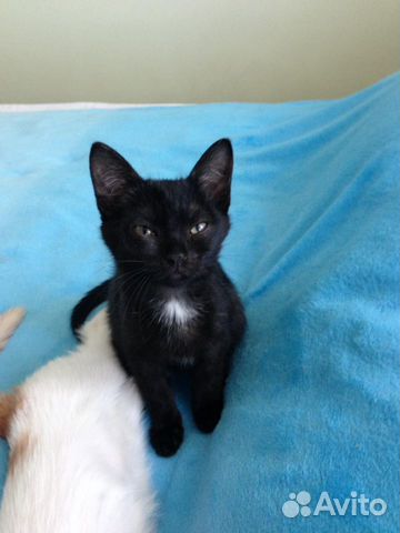 Котенок