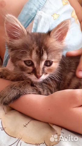 Найден котёнок девочка