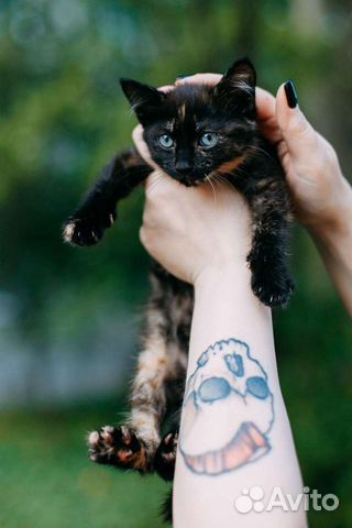 Котенок черепашка