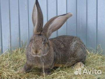Кролики великаны