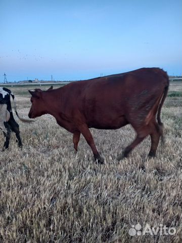 Корова дойная первородка