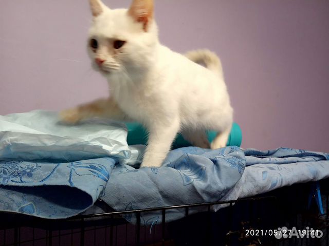 Белый молодой котик. Кастрирован. Очень ласковый