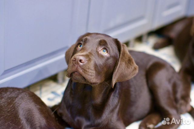 Шоколадные шенки лабрадора