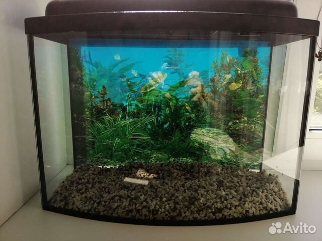 Аквариум
